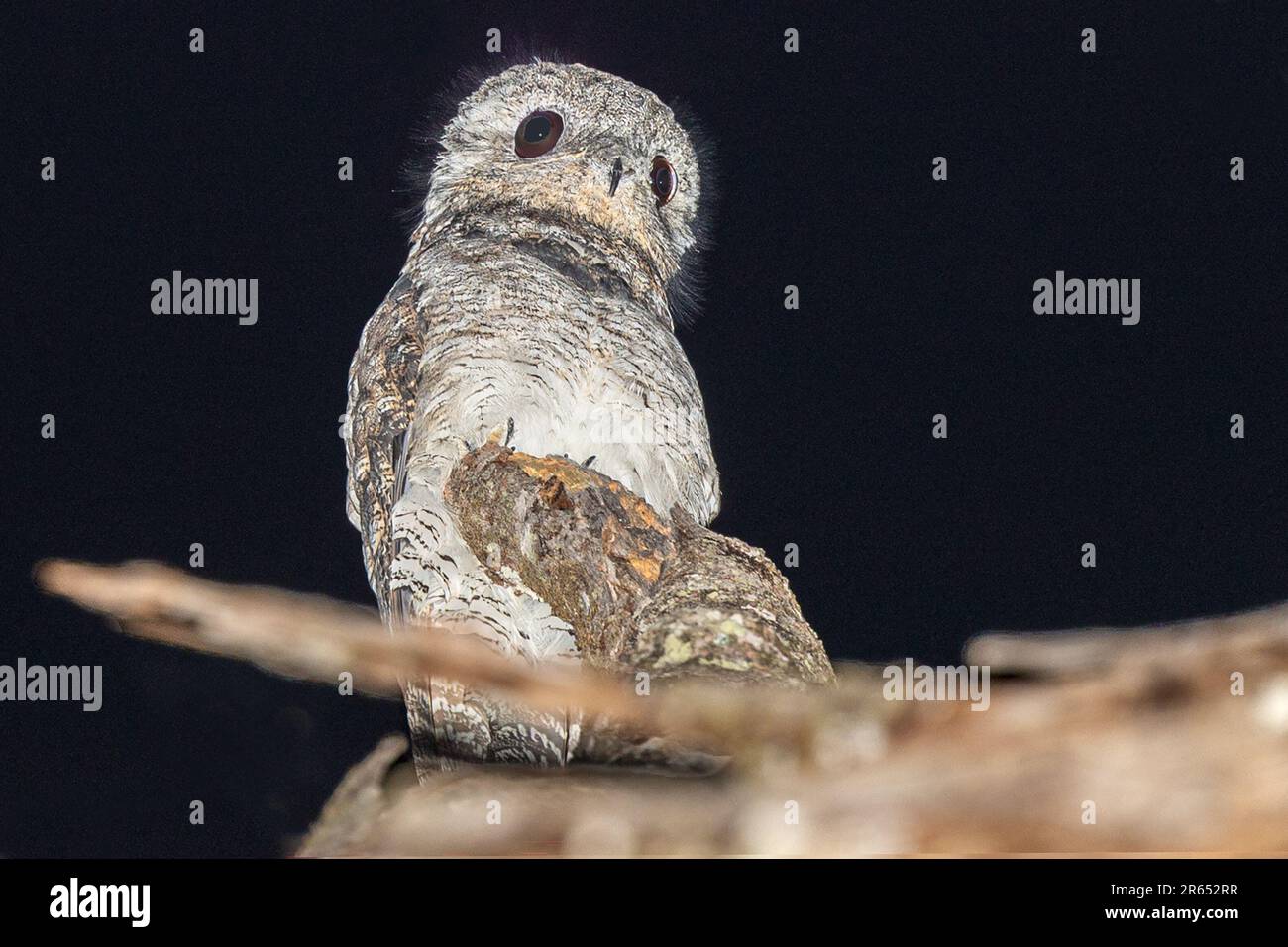 Great Potoo, Burro Burro River, Surama, Amerindian village, North ...