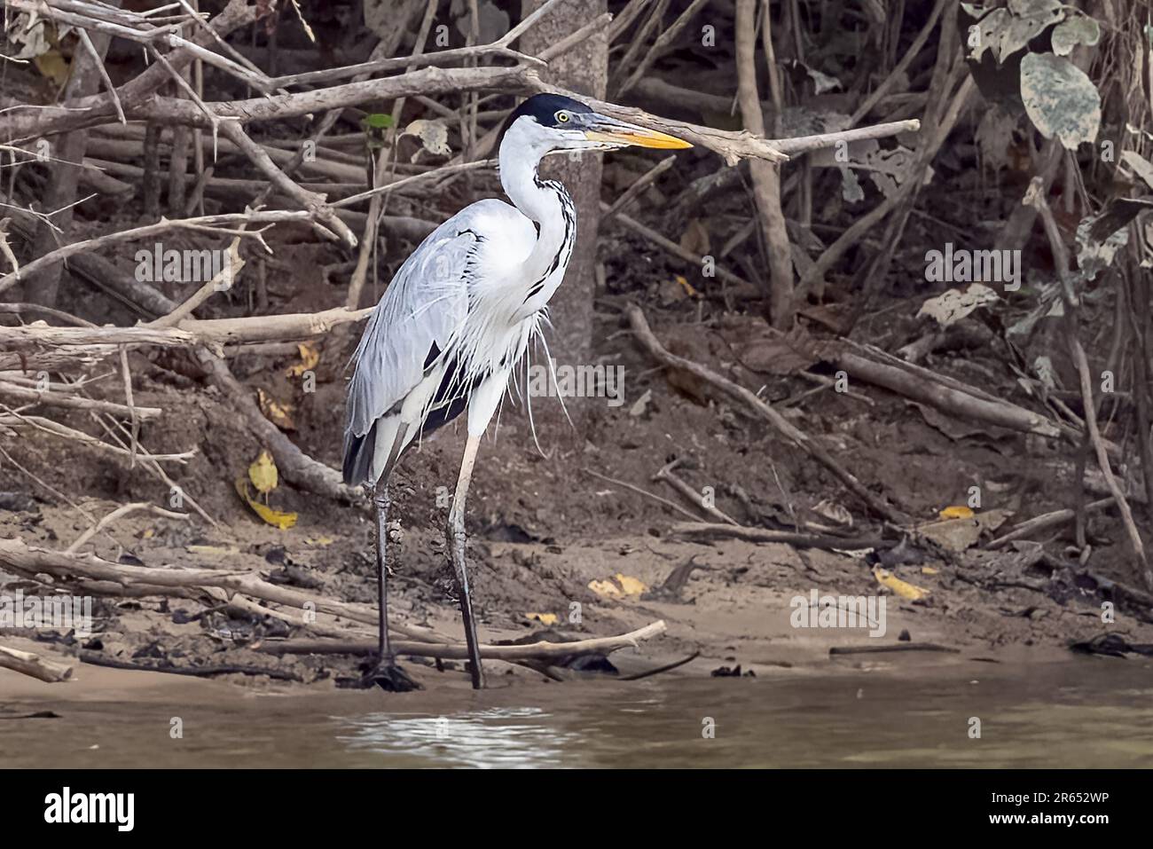 Upper takutu upper essequibo region hi-res stock photography and images ...