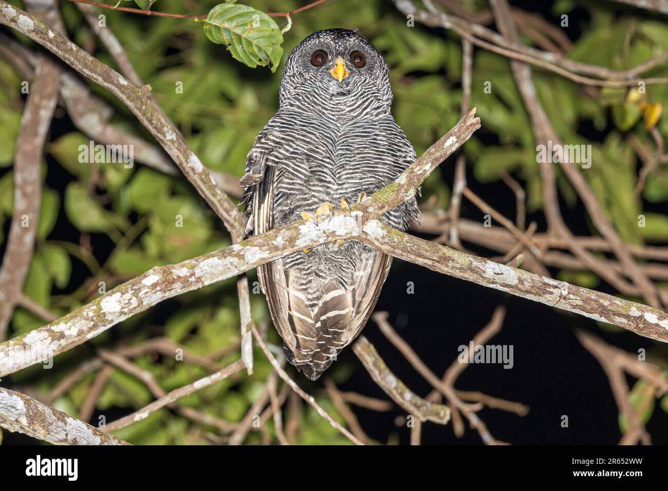 Black-banded Owl, Burro Burro River, Surama, Amerindian village, North ...