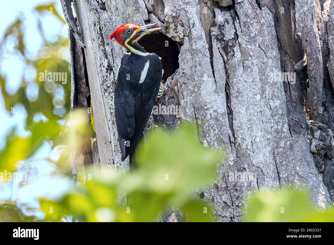 Lineated Woodpecker, inspecting its nest in tree, Rupununi River, Upper ...