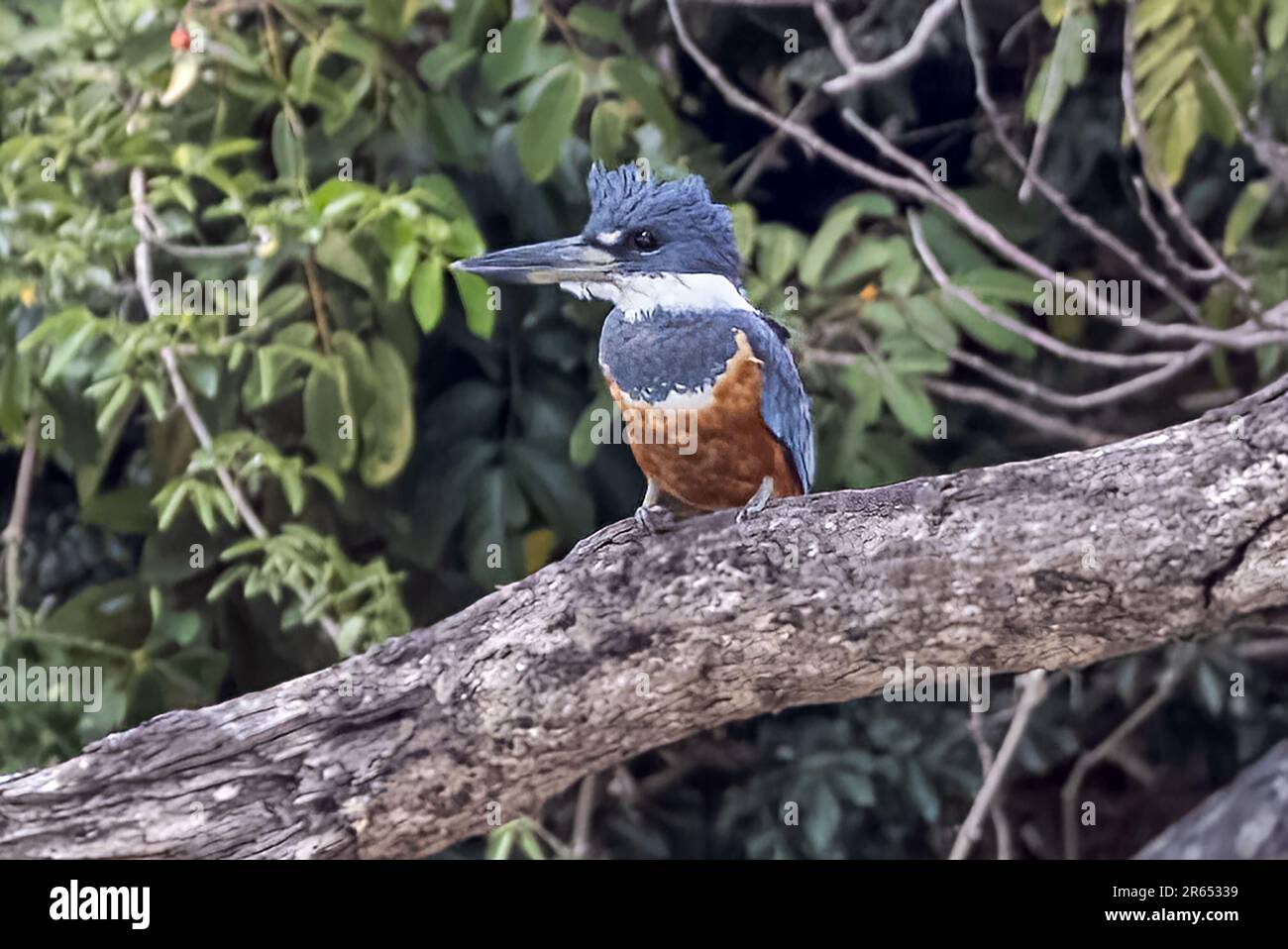 Female, Ringed Kingfisher, Rupununi River, Upper Takutu-Upper Essequibo ...