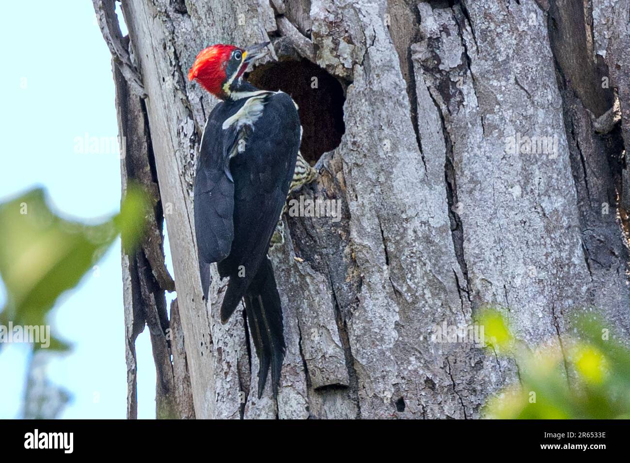 Lineated Woodpecker, inspecting its nest in tree, Rupununi River, Upper ...