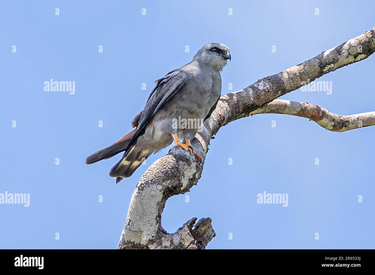Plumbeous Kite, Rupununi River, Upper Takutu-Upper Essequibo region ...