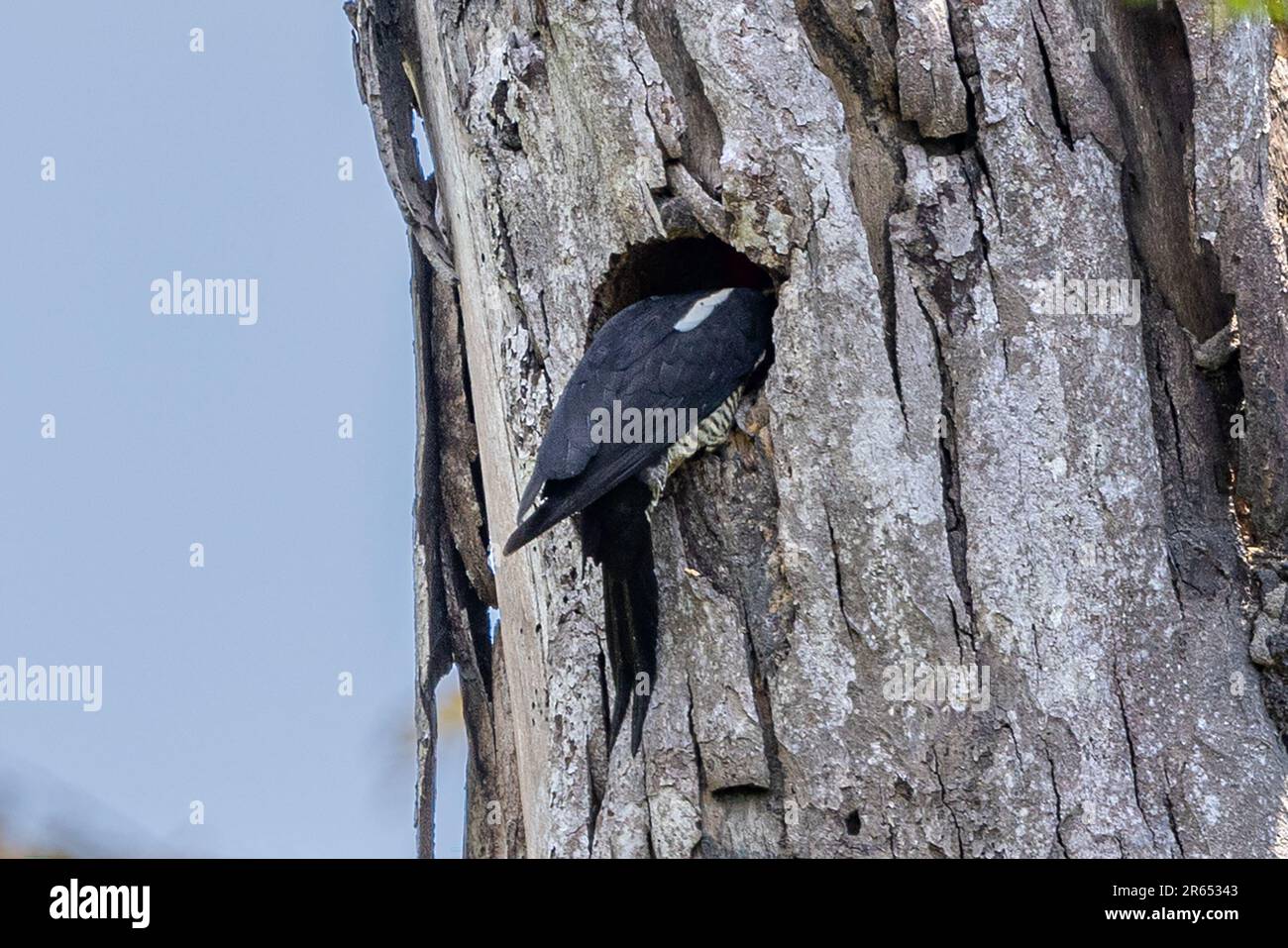 Lineated Woodpecker, inspecting its nest in tree, Rupununi River, Upper ...