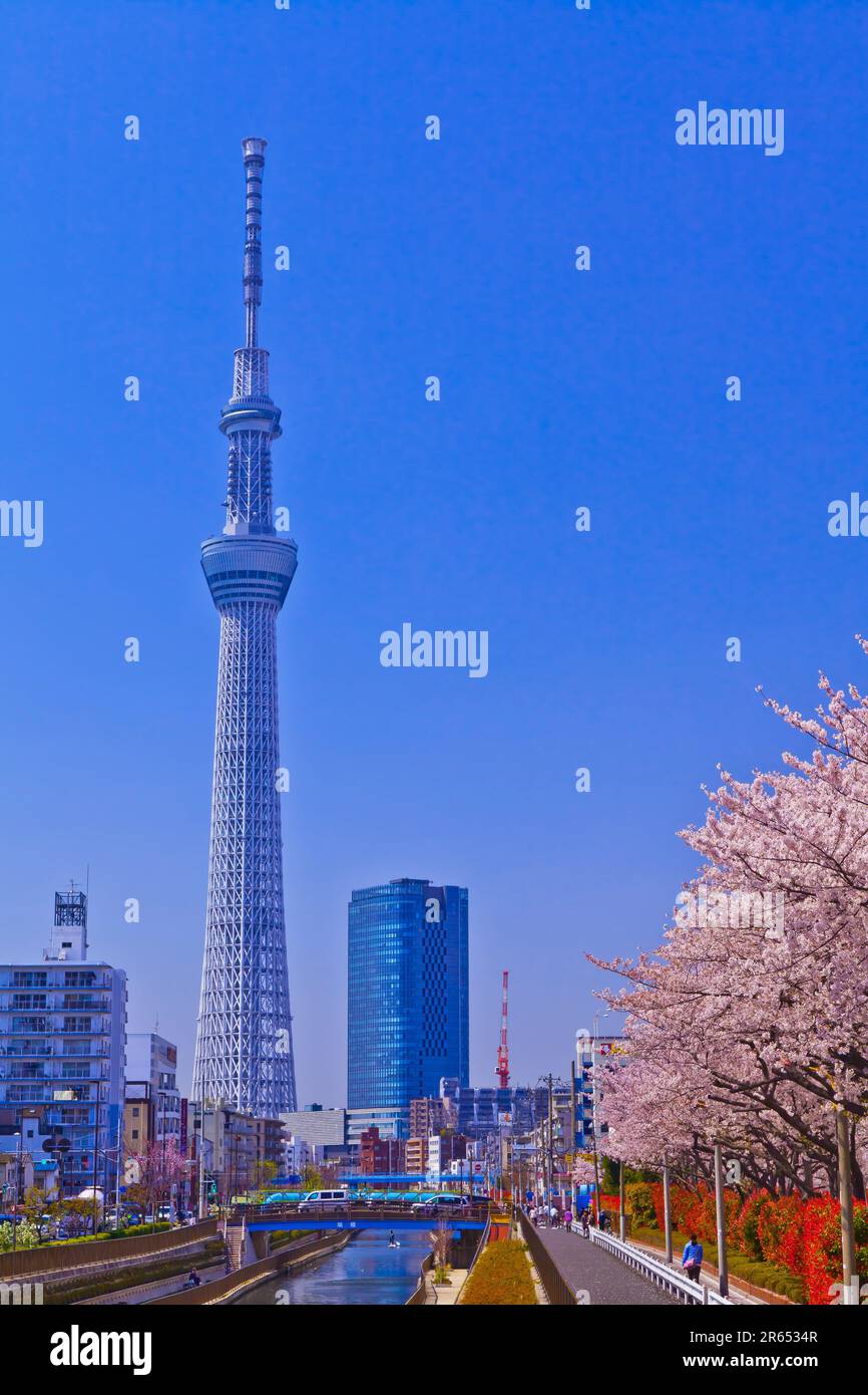 Tokyo Sky Tree and a row of cherry trees Stock Photo - Alamy
