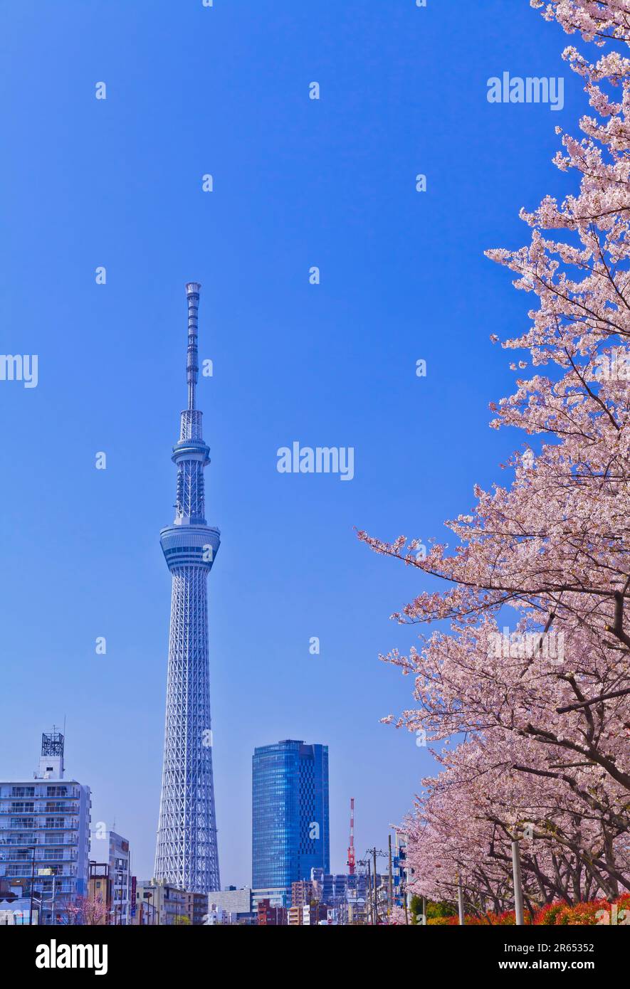 Row cherry trees hi-res stock photography and images - Alamy