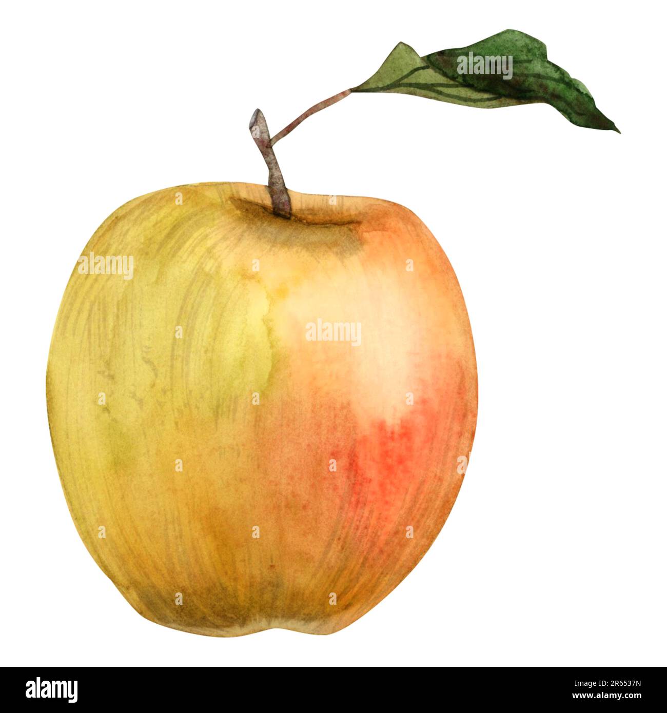 Watercolor greenish yellow red apple fruit with green leaf illustration ...