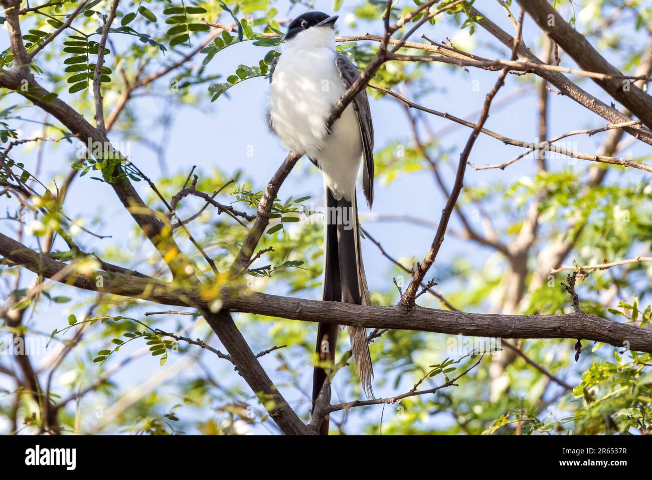 Fork-tailed Flycatcher, Rupununi River, Upper Takutu-Upper Essequibo ...