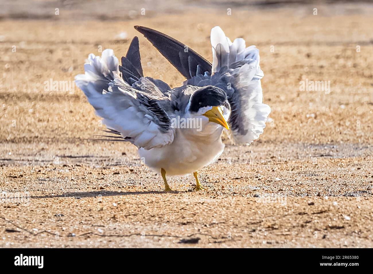 Large-billed Tern, preening, embankment, Rupununi River, Upper Takutu ...