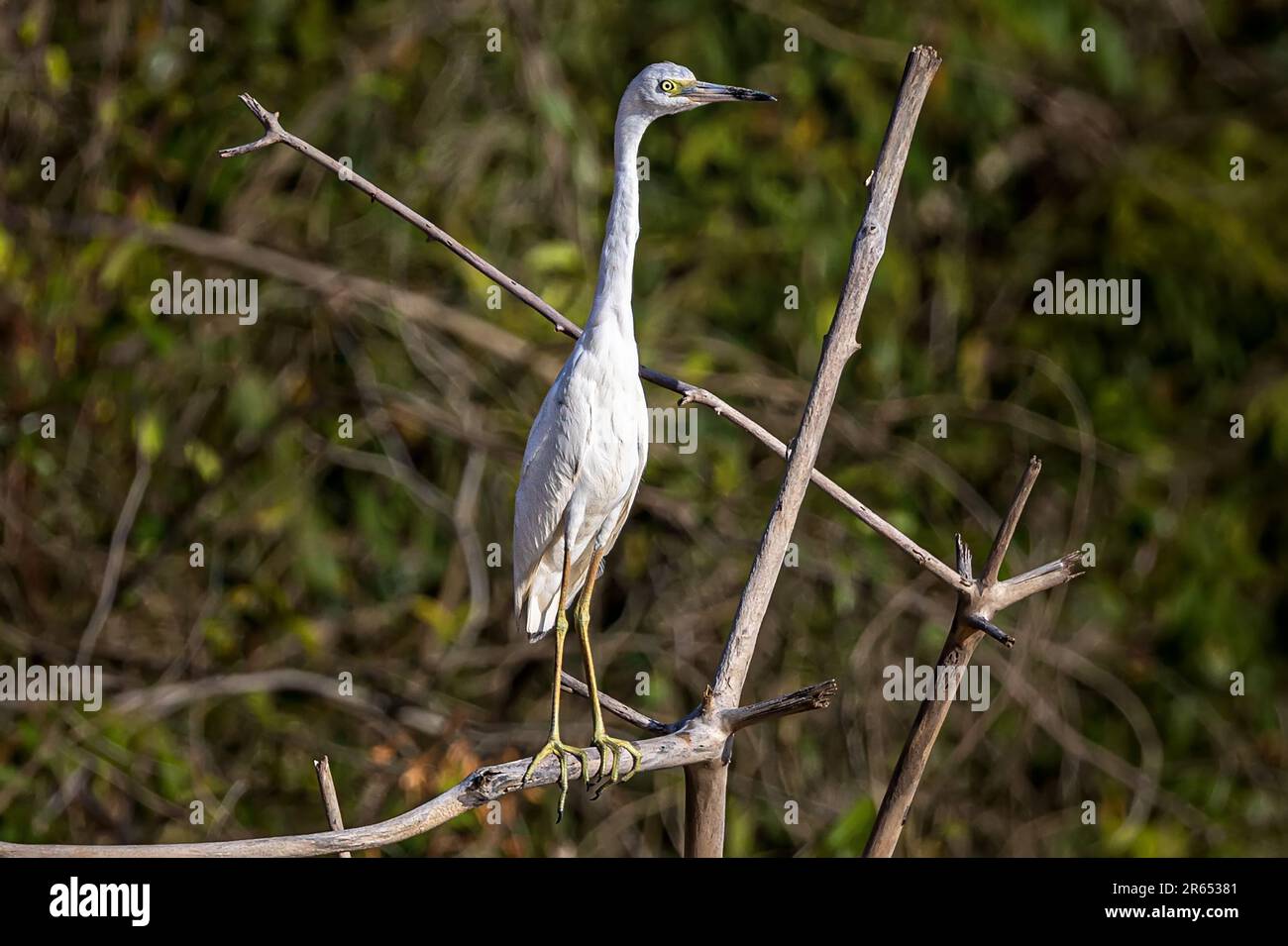 Juvenile, Little Blue Heron, Rupununi River, Upper Takutu-Upper ...