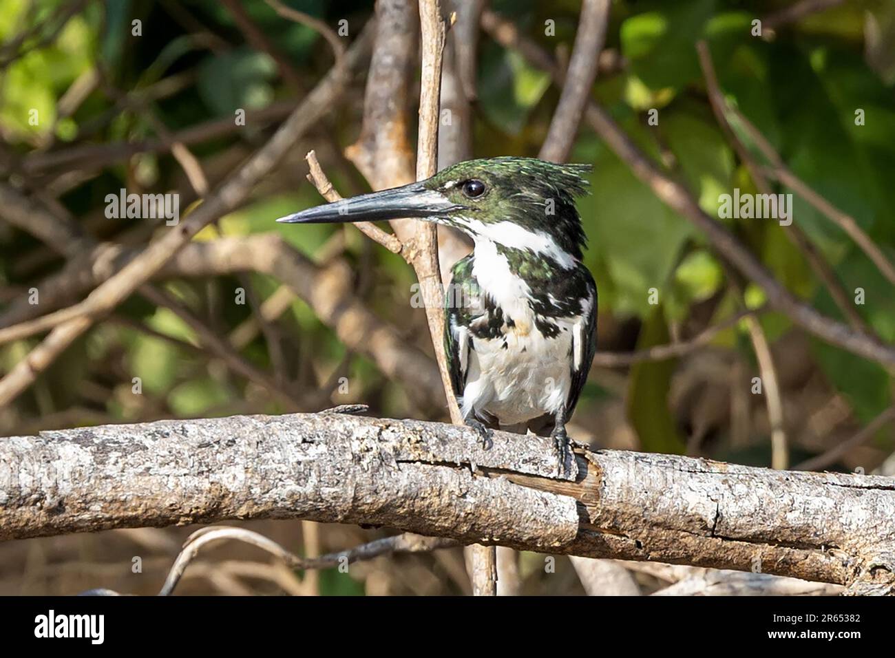 Female, Amazon KIngfisher, Rupununi River, Upper Takutu-Upper Essequibo ...