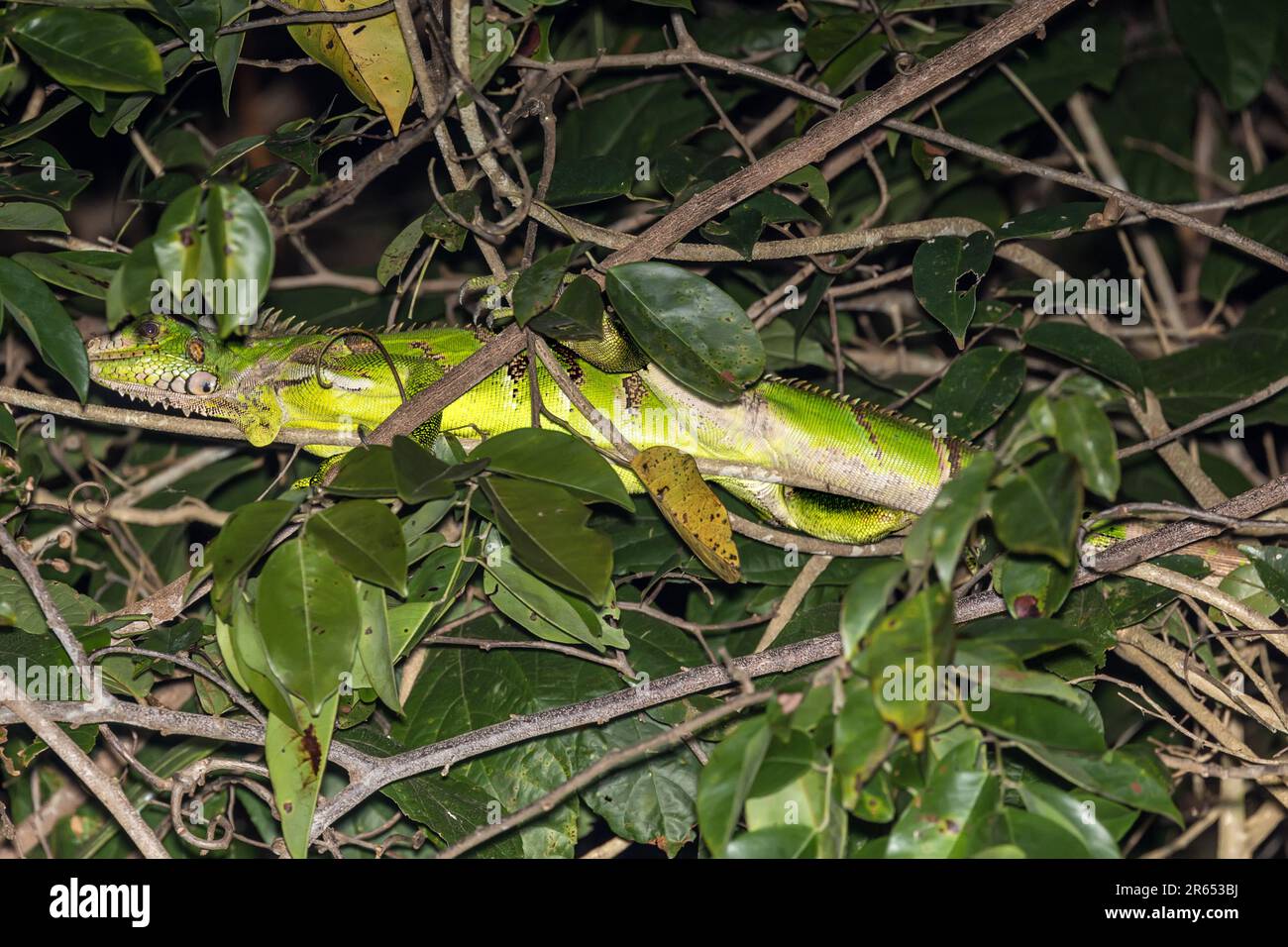Green iguana (Iguana iguana), aka American iguana, common green iguana ...
