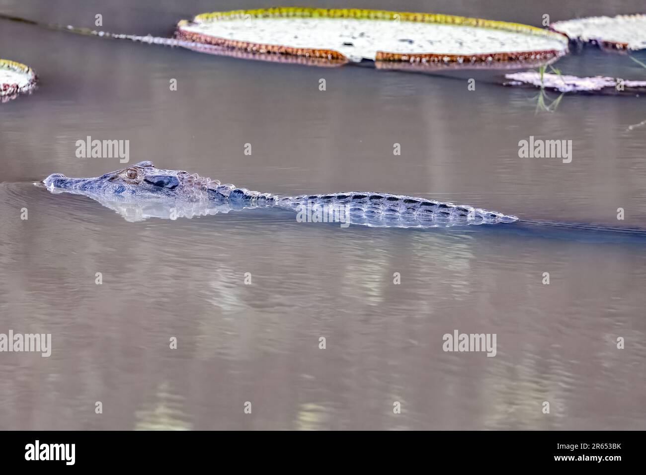 Giant Victoria Amazonica, water lillies, Rupununi River, Upper Takutu ...