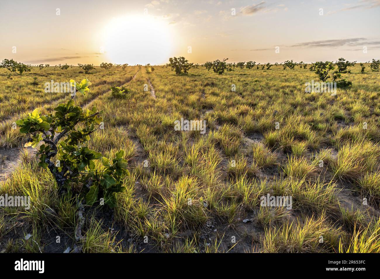 Savannah grassland shrubs hi-res stock photography and images - Alamy