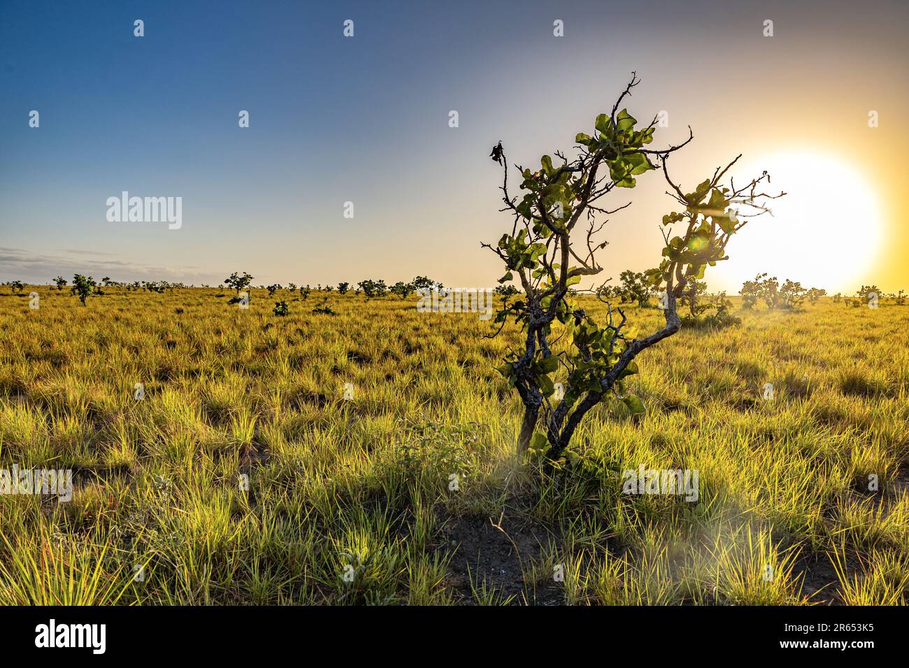 Dawn, Rupununi Savannah, Guyana Stock Photo - Alamy