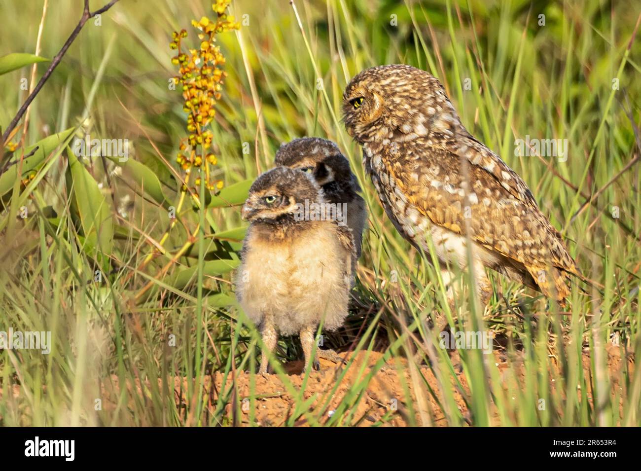 Burrowing Owl with fledgling, near burrow, Rupununi Savannah, Guyana ...