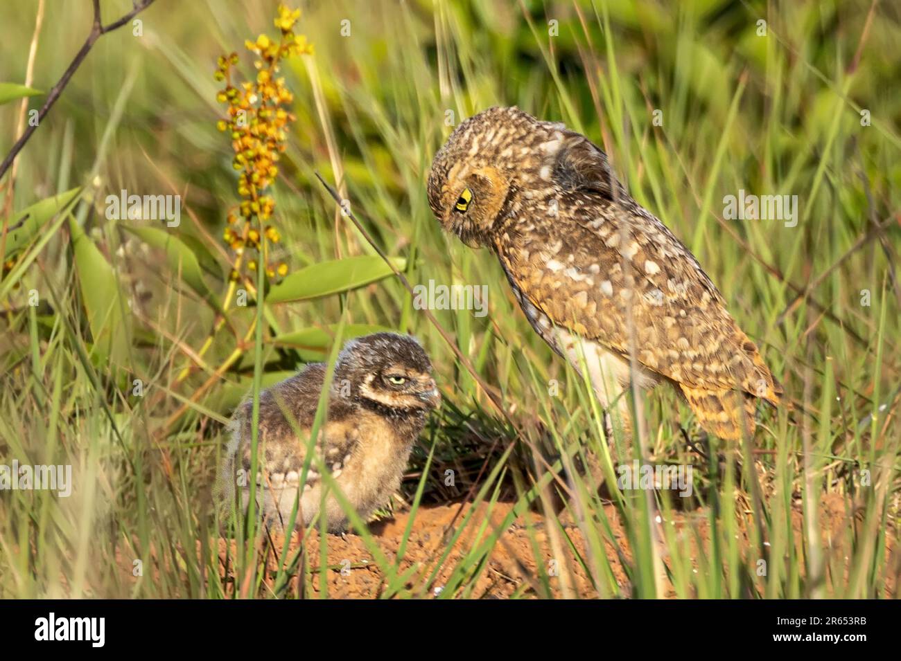 Adult and young burrowing owls hi-res stock photography and images - Alamy