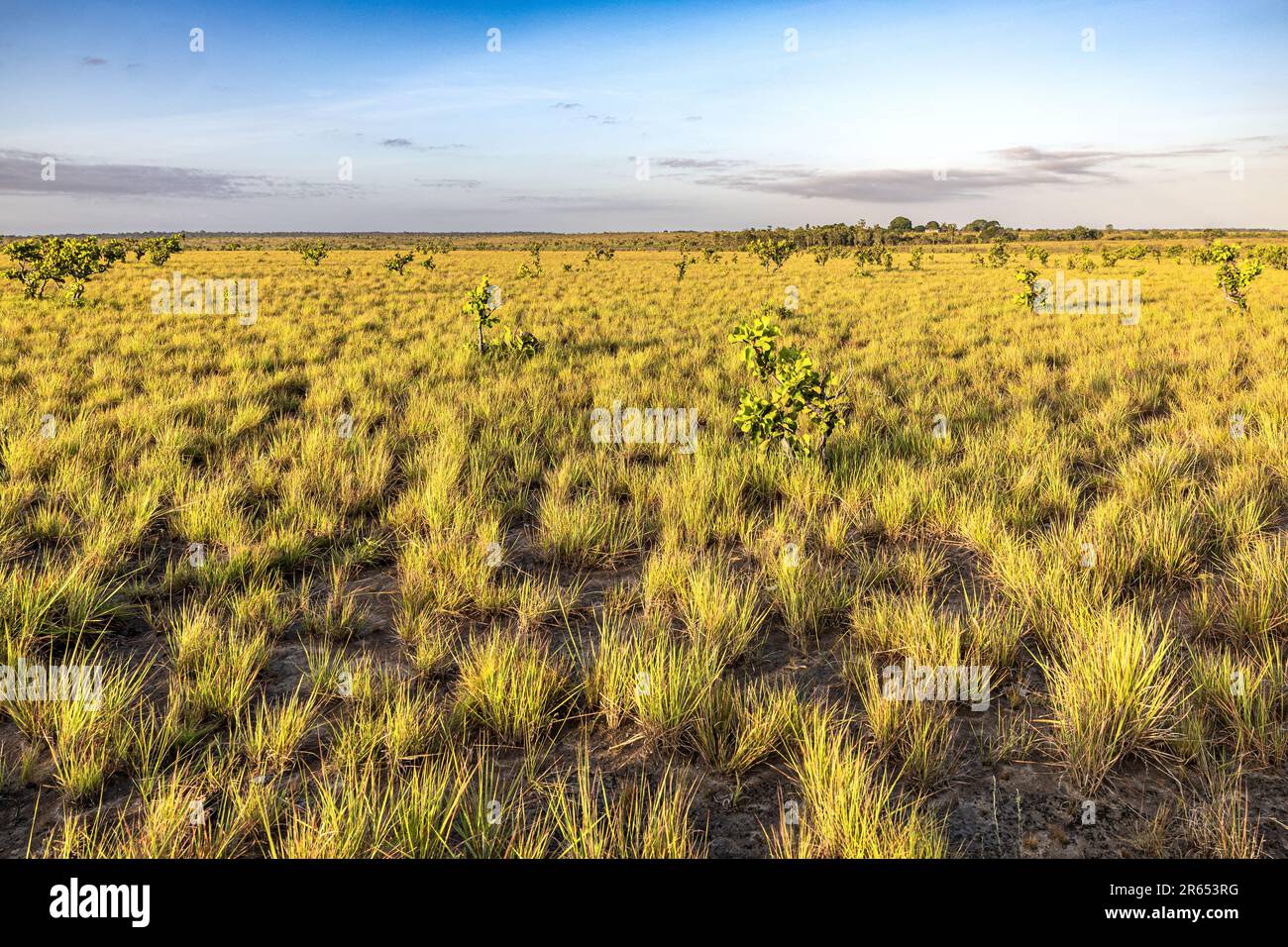 Dawn, Rupununi Savannah, Guyana Stock Photo - Alamy