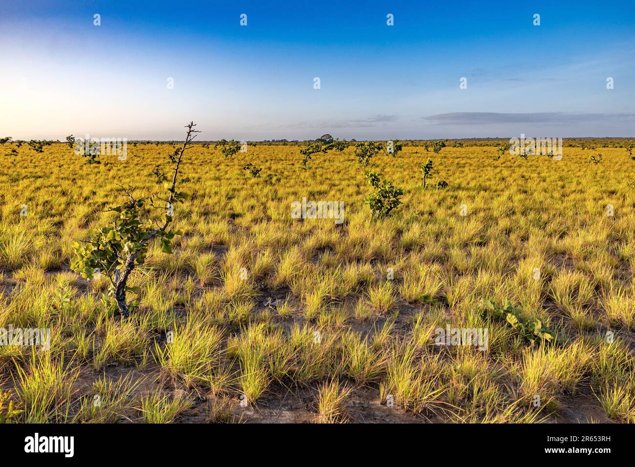 Guyana rupununi landscape hi-res stock photography and images - Alamy