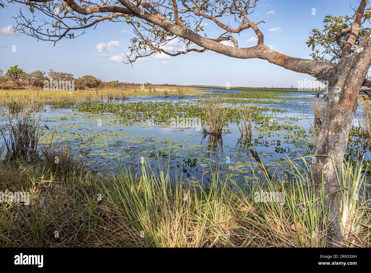 Man-made lake, dawn, Rupununi Savannah, Guyana Stock Photo - Alamy