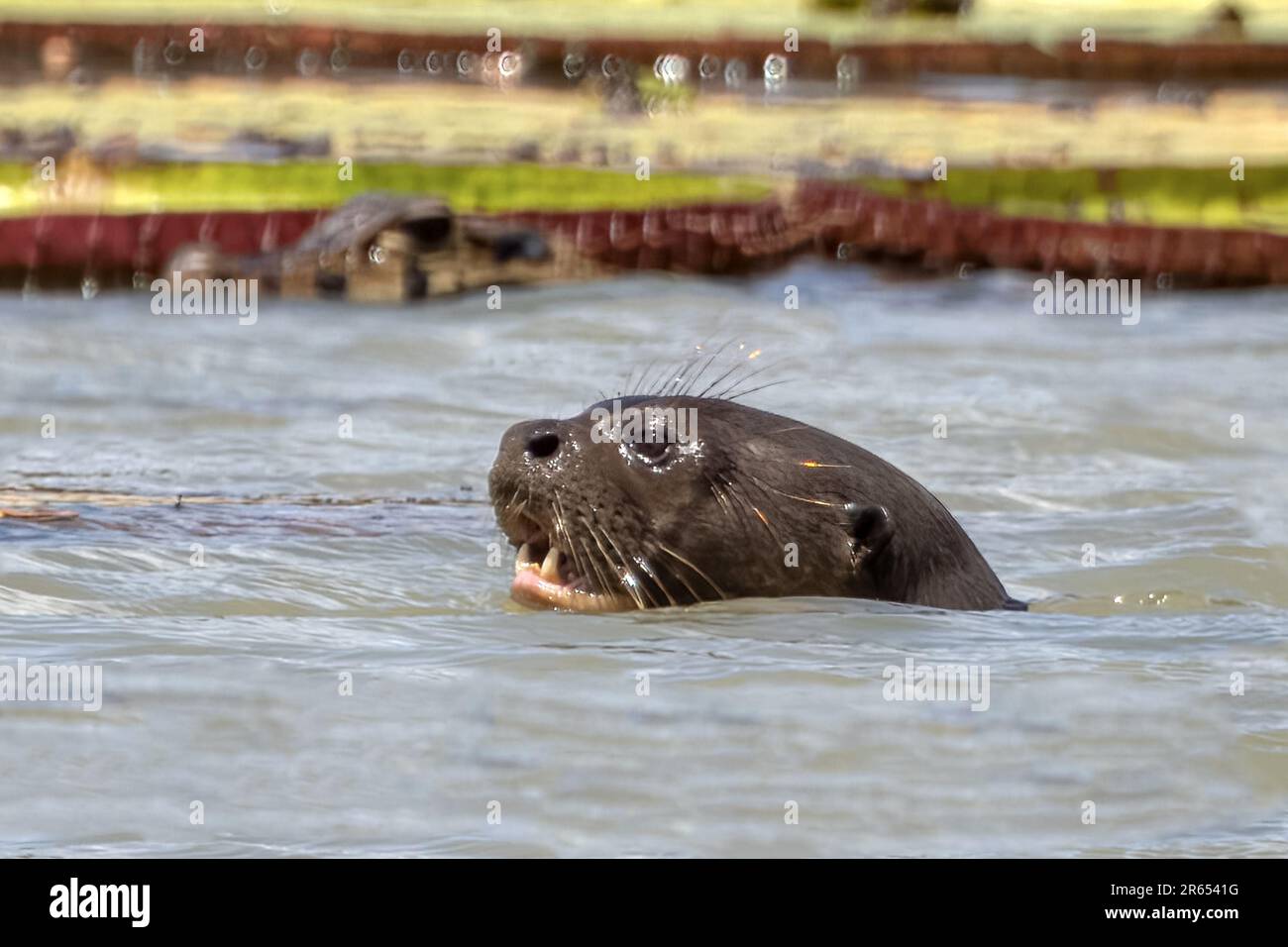 Giant Otters amongst Giant Victoria Amazonica water lillies, Rupununi ...