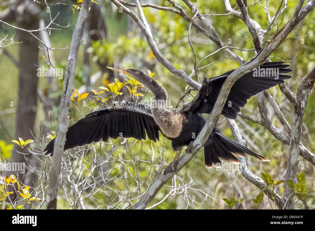 Anahinga, drying out feathers, Rainforest, Rupununi River, Rupununi ...