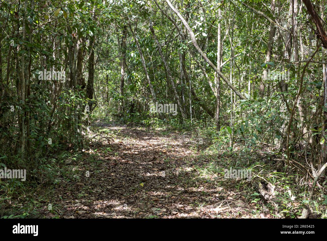 Trail through tropical rainforest, Rupununi Savannah, Guyana Stock ...