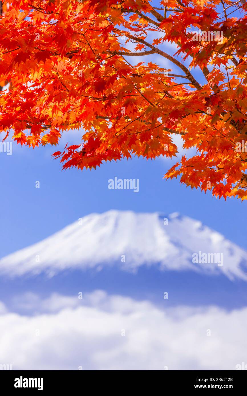 Autumn Leaves and Mount Fuji Stock Photo - Alamy