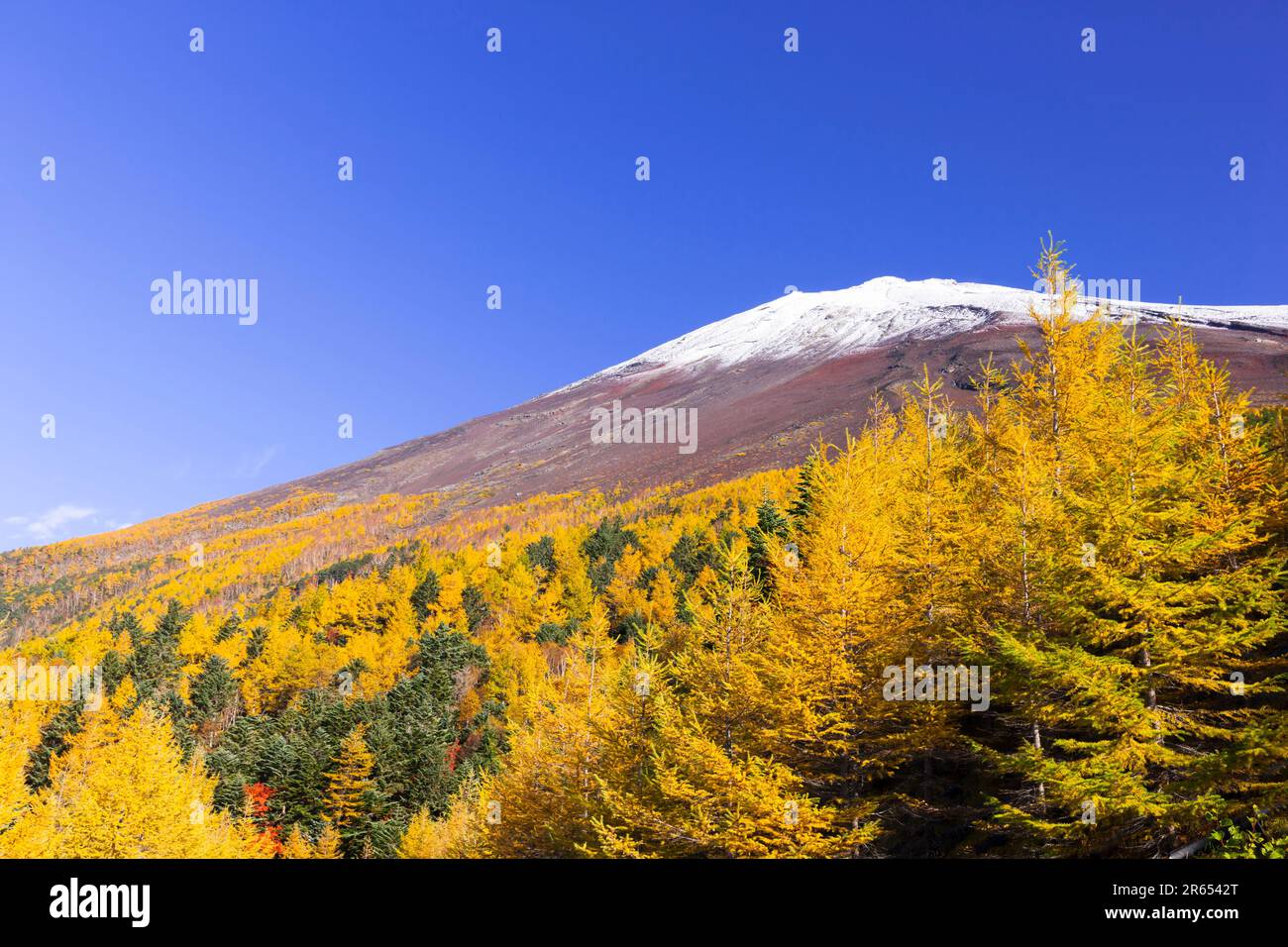 Fuji and Yellow Leaves Stock Photo - Alamy