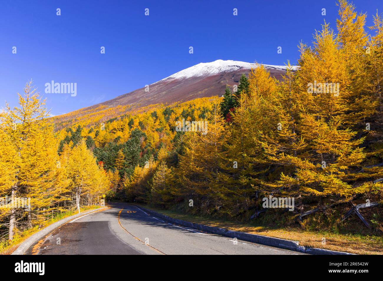 Fuji and Yellow Leaves Stock Photo - Alamy