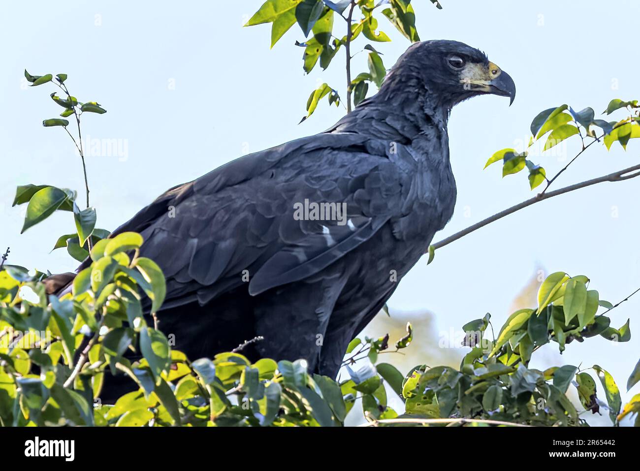 Great Black Hawk, Rupununi River, Rupununi Savannah, Upper Takutu-Upper ...