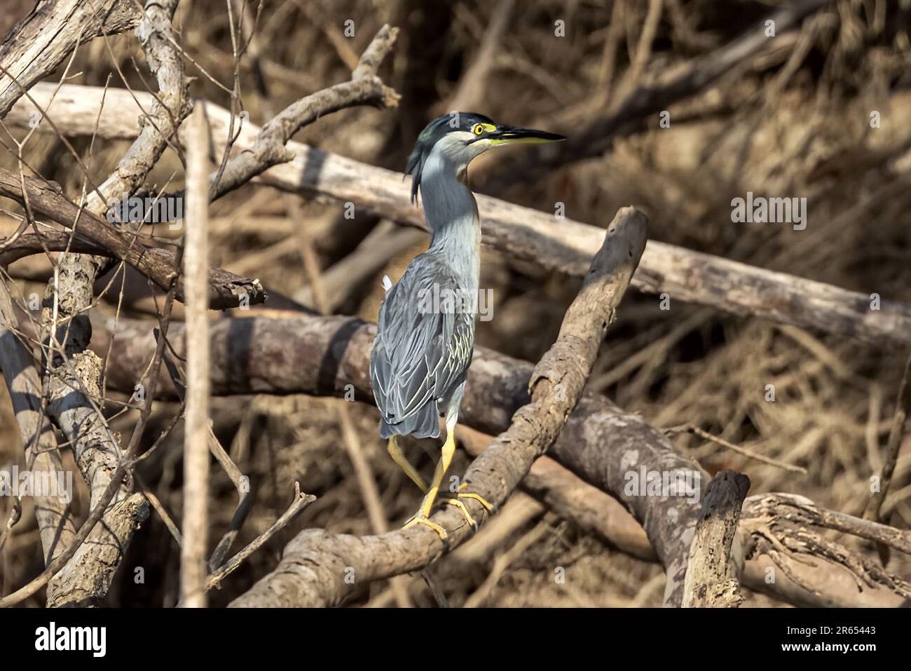 Striated Heron, Rupununi River, Rupununi Savannah, Upper Takutu-Upper ...
