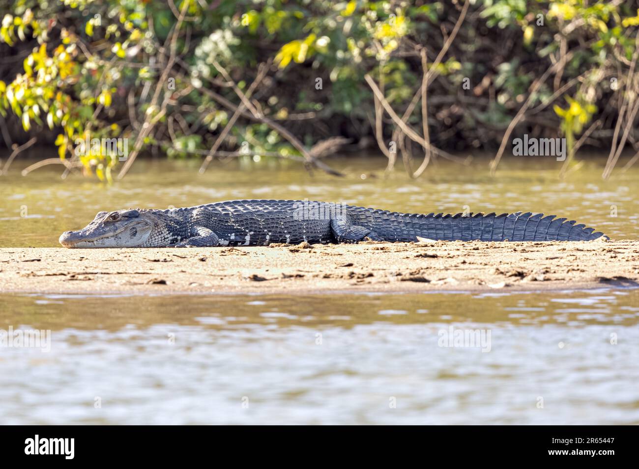 Black Caiman, Rupununi River, Rupununi Savannah, Upper Takutu-Upper ...