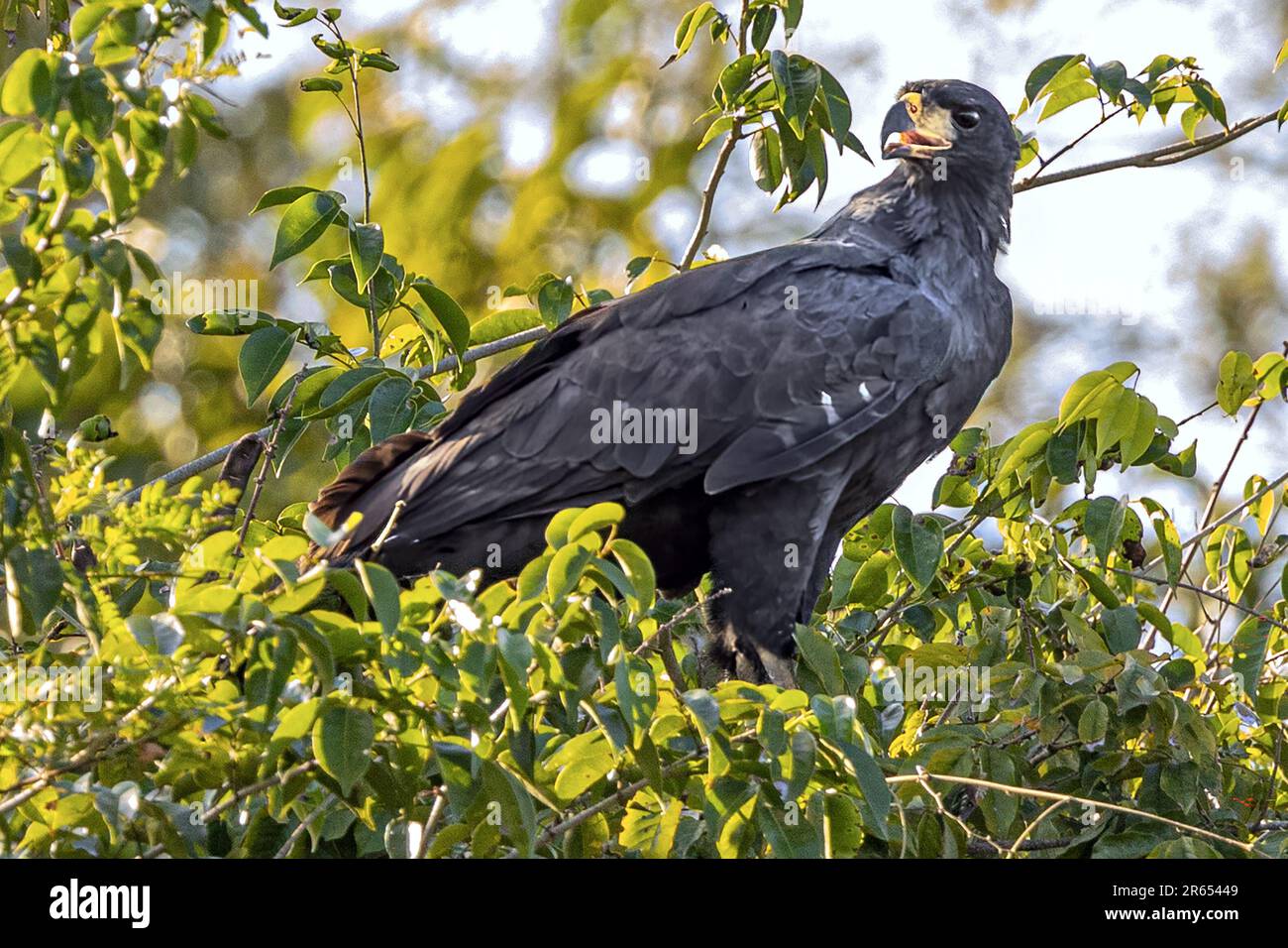 Great Black Hawk, Rupununi River, Rupununi Savannah, Upper Takutu-Upper ...