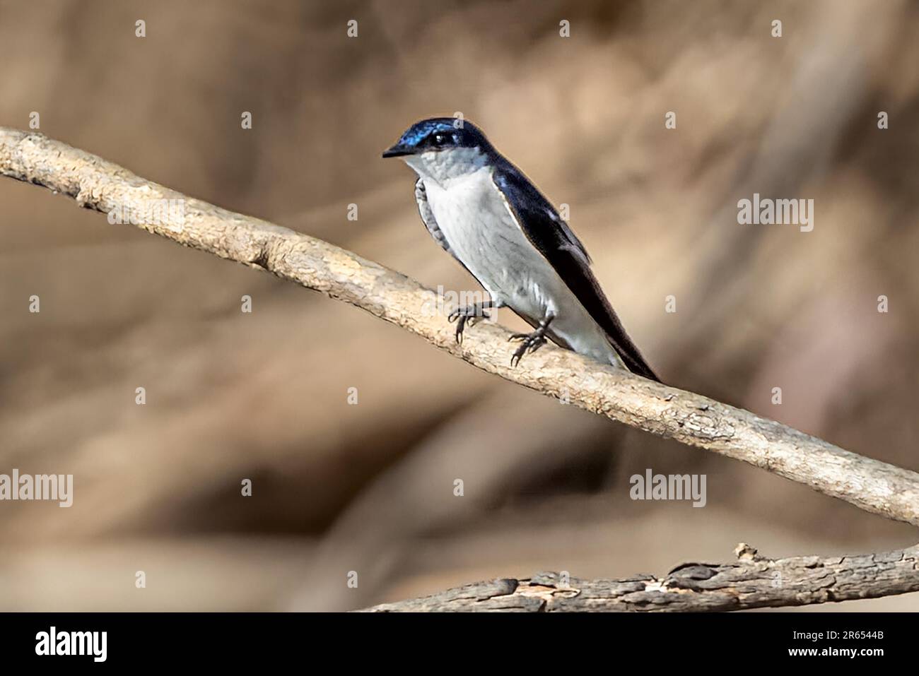 White-winged Swallow, Rupununi River, Rupununi Savannah, Upper Takutu ...