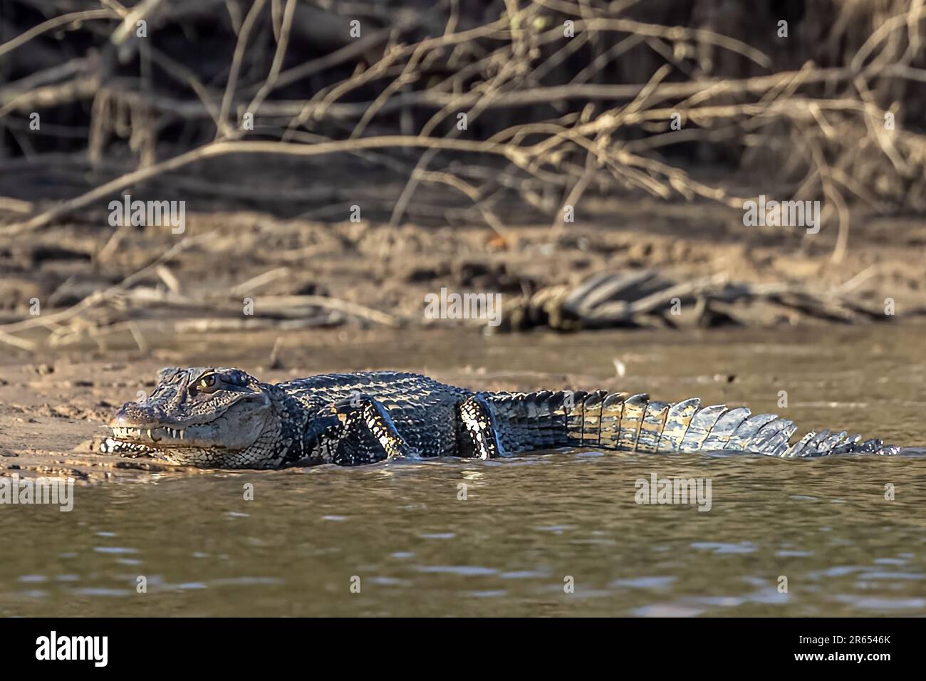 Black Caiman, Rupununi River, Rupununi Savannah, Upper Takutu-Upper ...