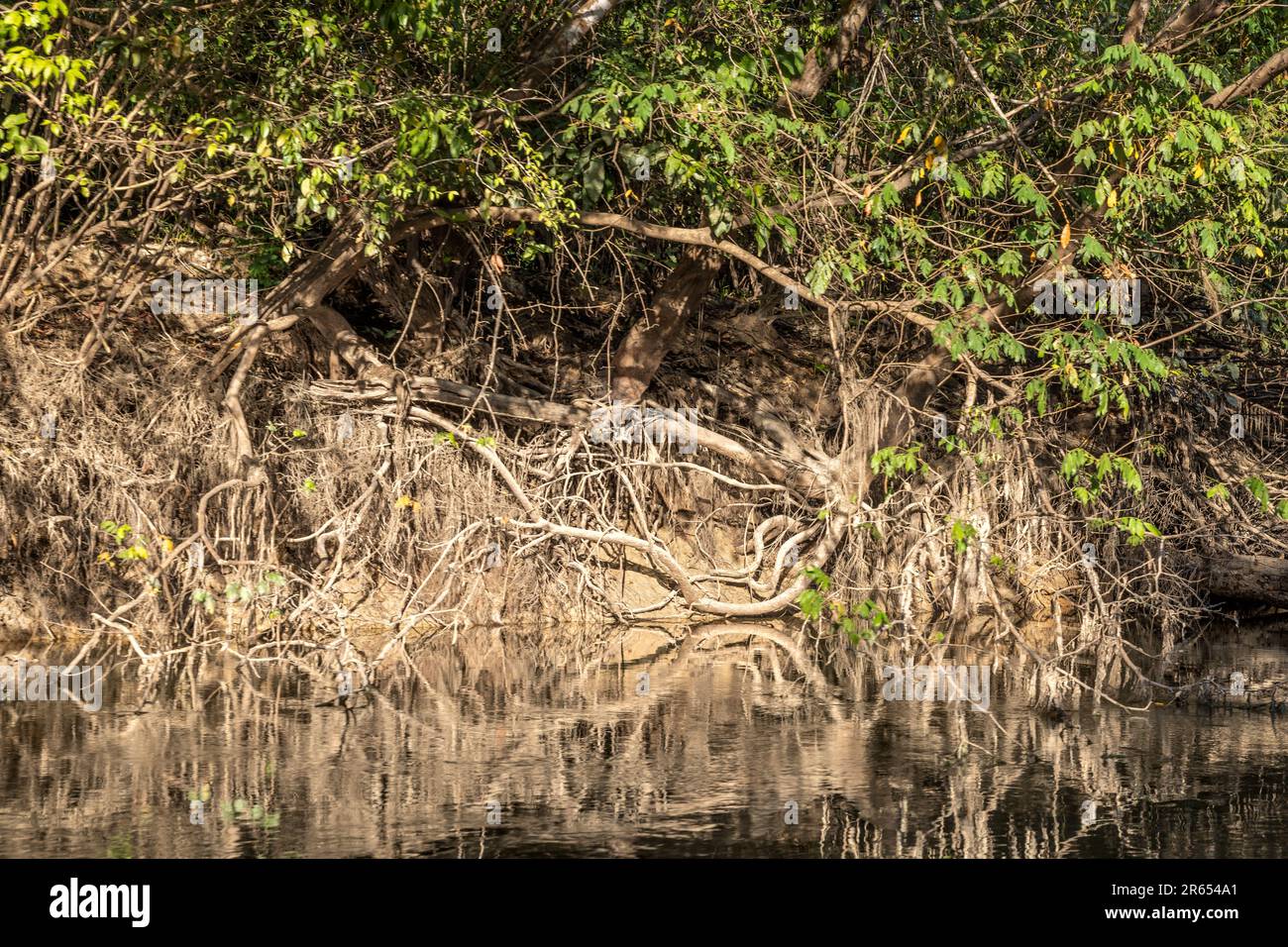 Rupununi River, Rupununi Savannah, Upper Takutu-Upper Essequibo region ...