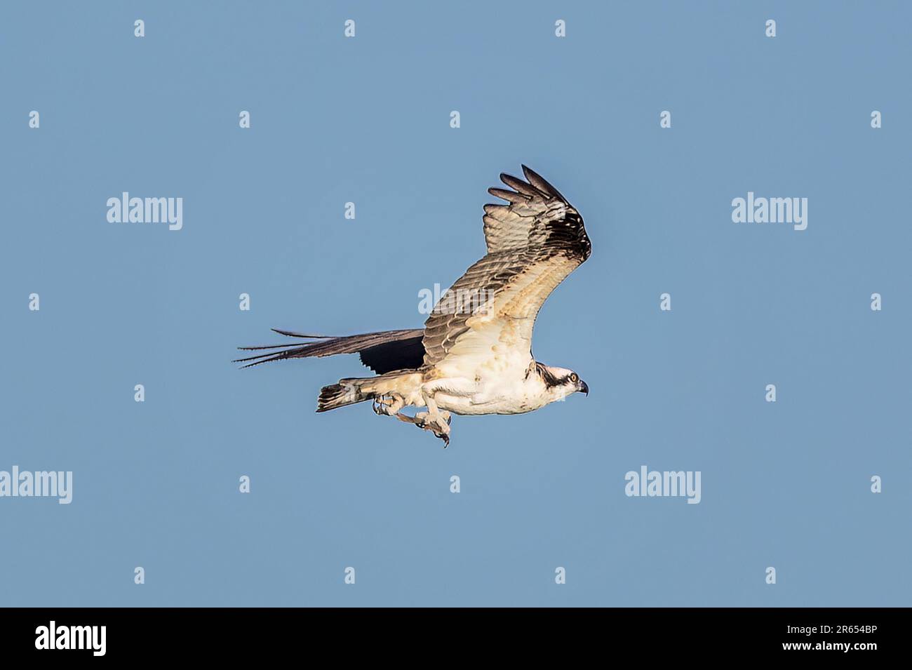 Osprey, Rupununi River, Rupununi Savannah, Upper Takutu-Upper Essequibo ...