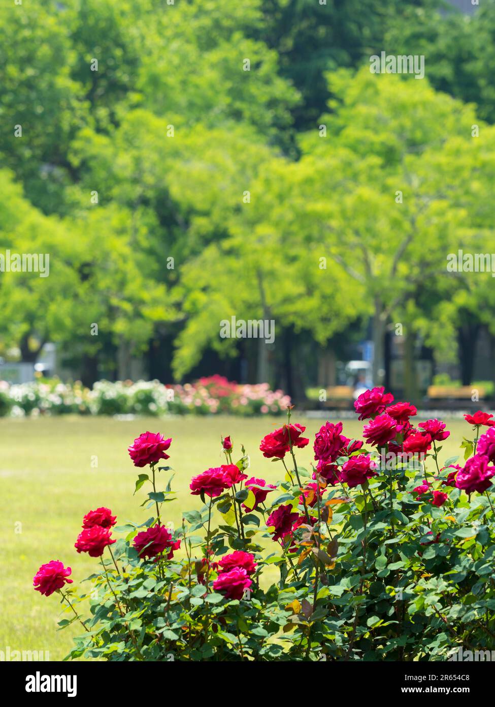 Daylight spring hi-res stock photography and images - Alamy