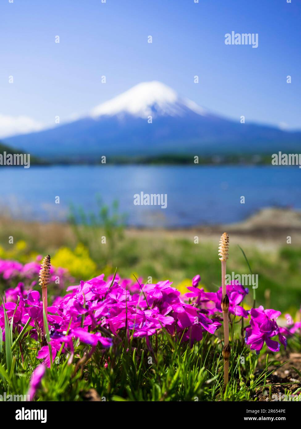 Spring flower lake district hi-res stock photography and images - Alamy
