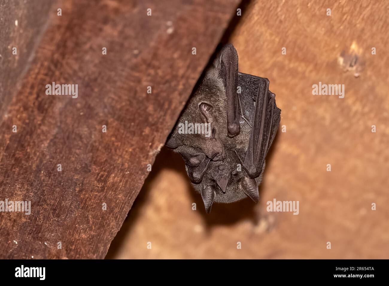 Clinging bats hi-res stock photography and images - Alamy