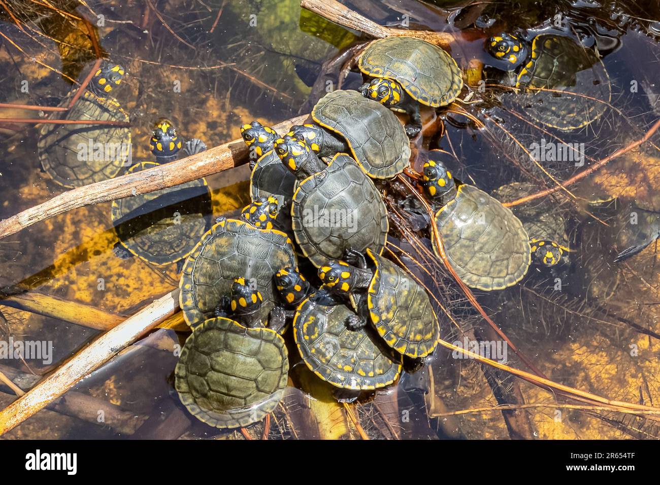 1 yo, Yellow-spotted side-necked turtles, Conservation Centre, Rupununi ...