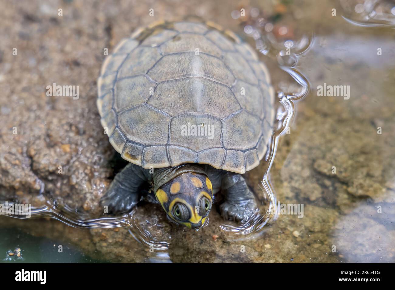 Yellow-spotted side-necked turtles, newly born, soft shelled ...