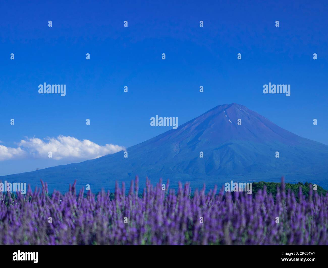 Mount Fuji in summer with lavender Stock Photo - Alamy