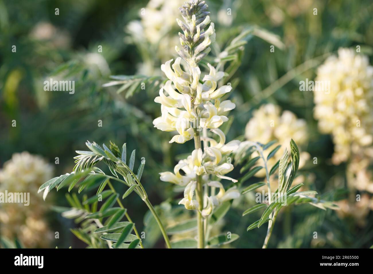 Sophora foxtail, Sophora alopecuroides, Sophora vulgaris, perennial ...