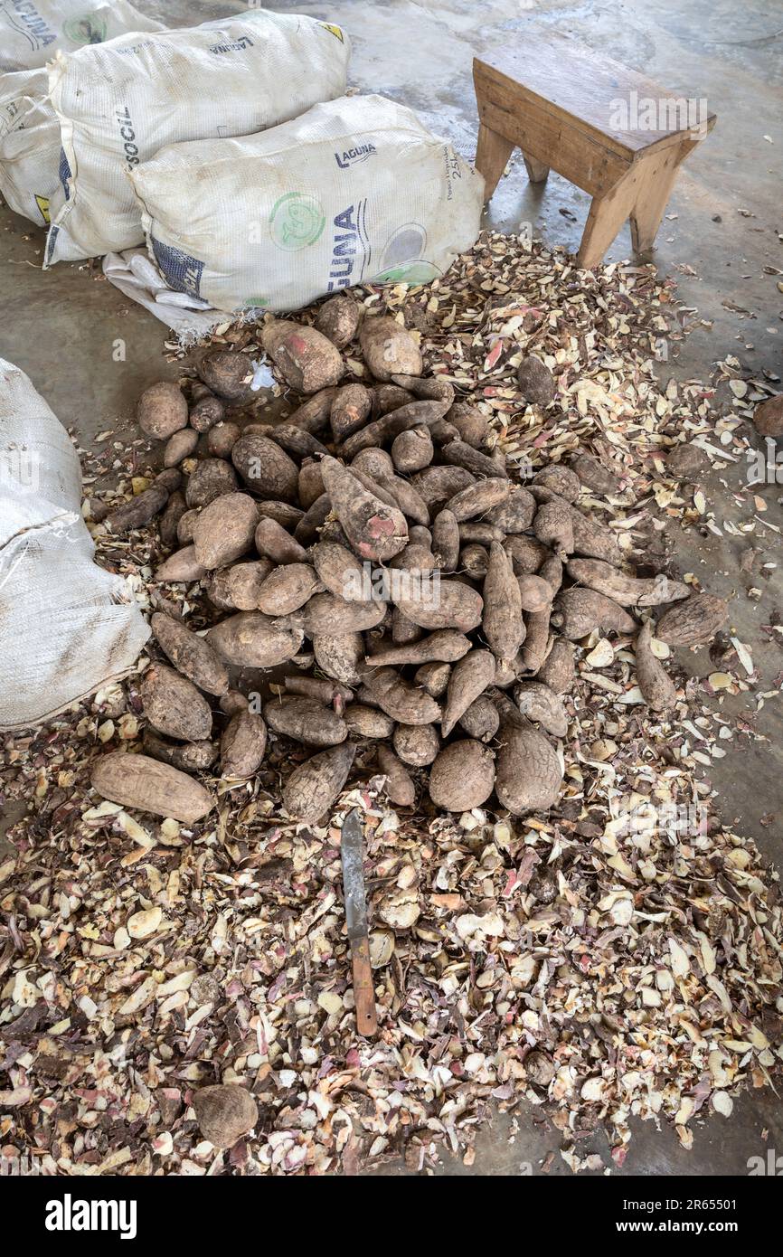 AmerIndian village (first nation), Preparing Casava, pre-peeling ...