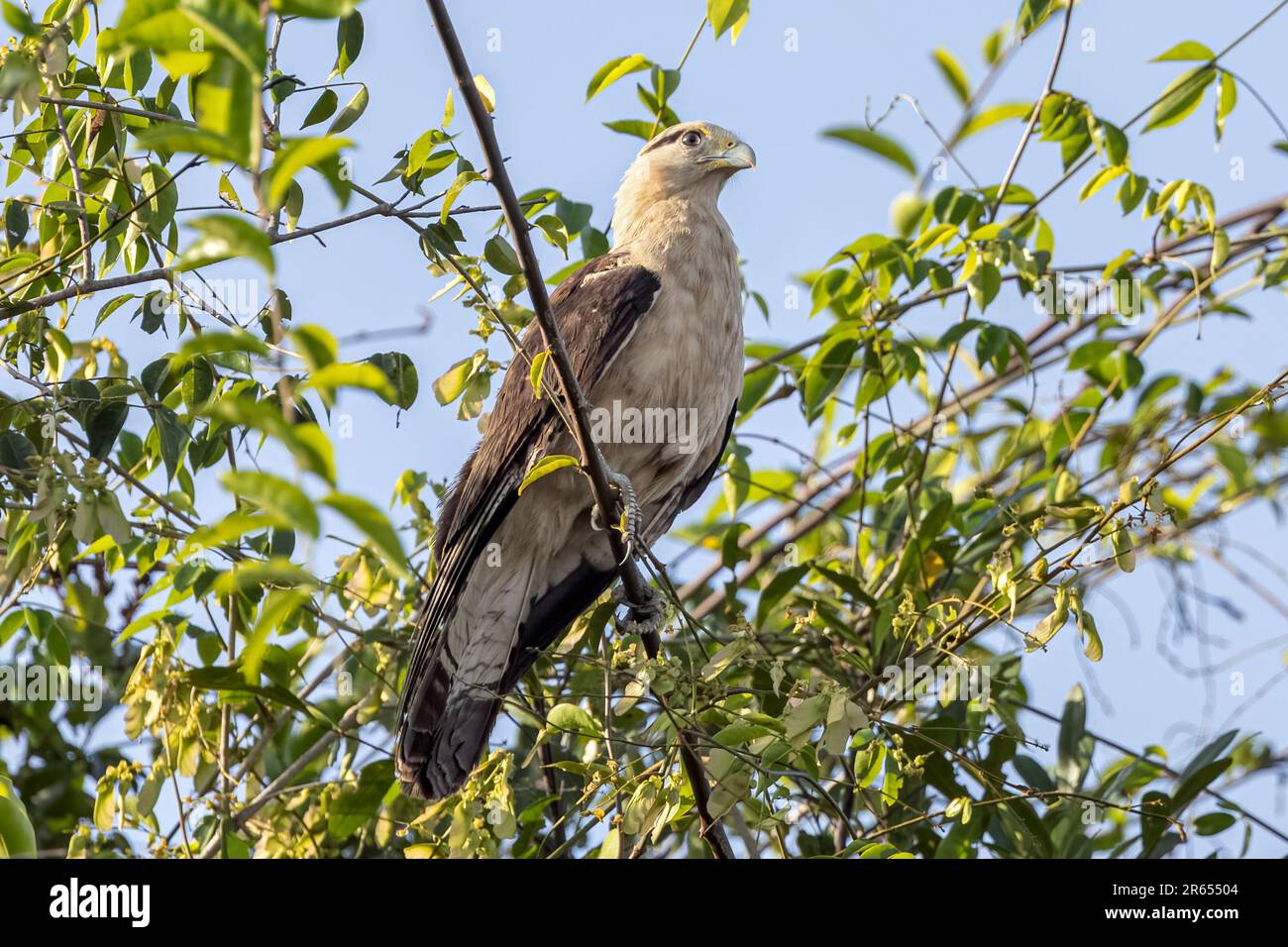 Yellow-headed Caracara, Rupununi River, Rupununi Savannah, Upper Takutu ...