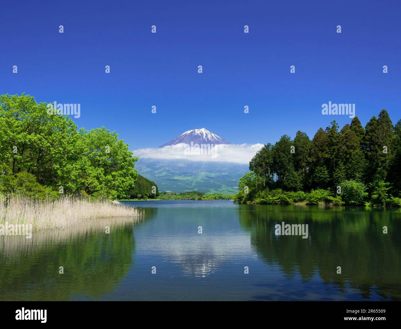 Mt. Fuji and Tanuki Lake Stock Photo - Alamy