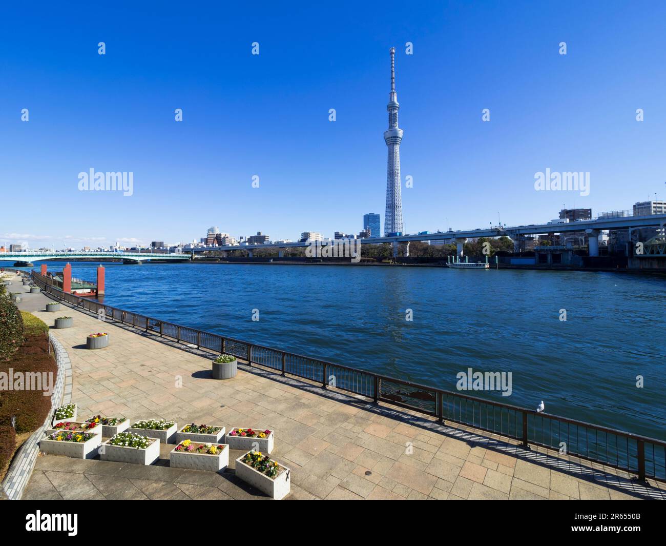 Tokyo Sky Tree and Sumida Park Stock Photo - Alamy