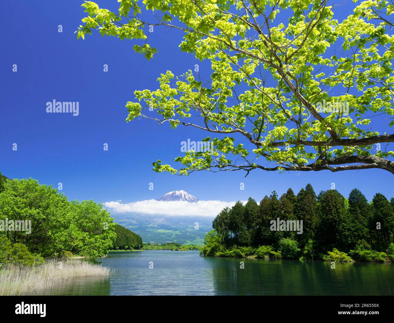 Mt. Fuji and Tanuki Lake Stock Photo - Alamy